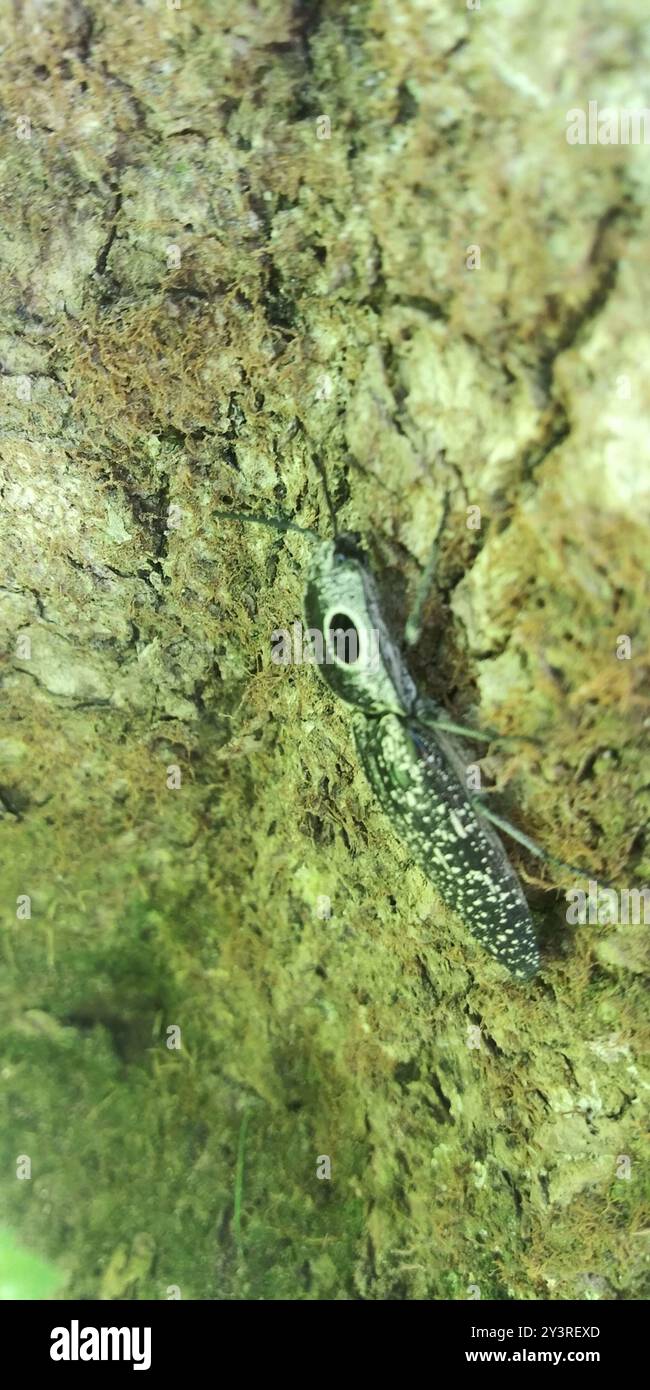 Eastern Eyed Click Beetle (Alaus oculatus) Insecta Stock Photo - Alamy