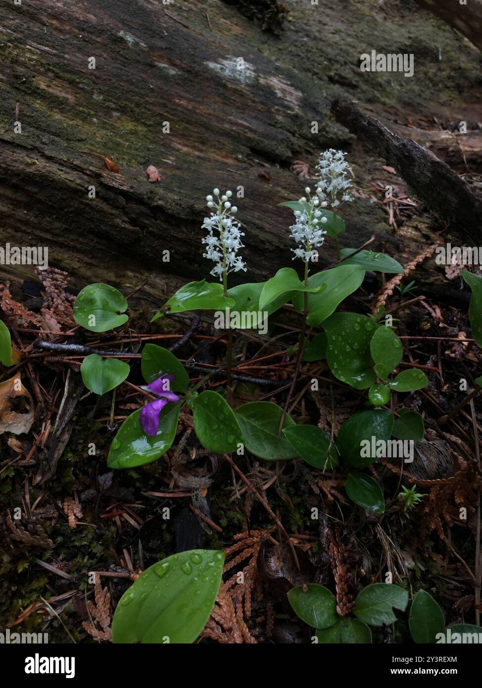 Canada mayflower (Maianthemum canadense) Plantae Stock Photo - Alamy