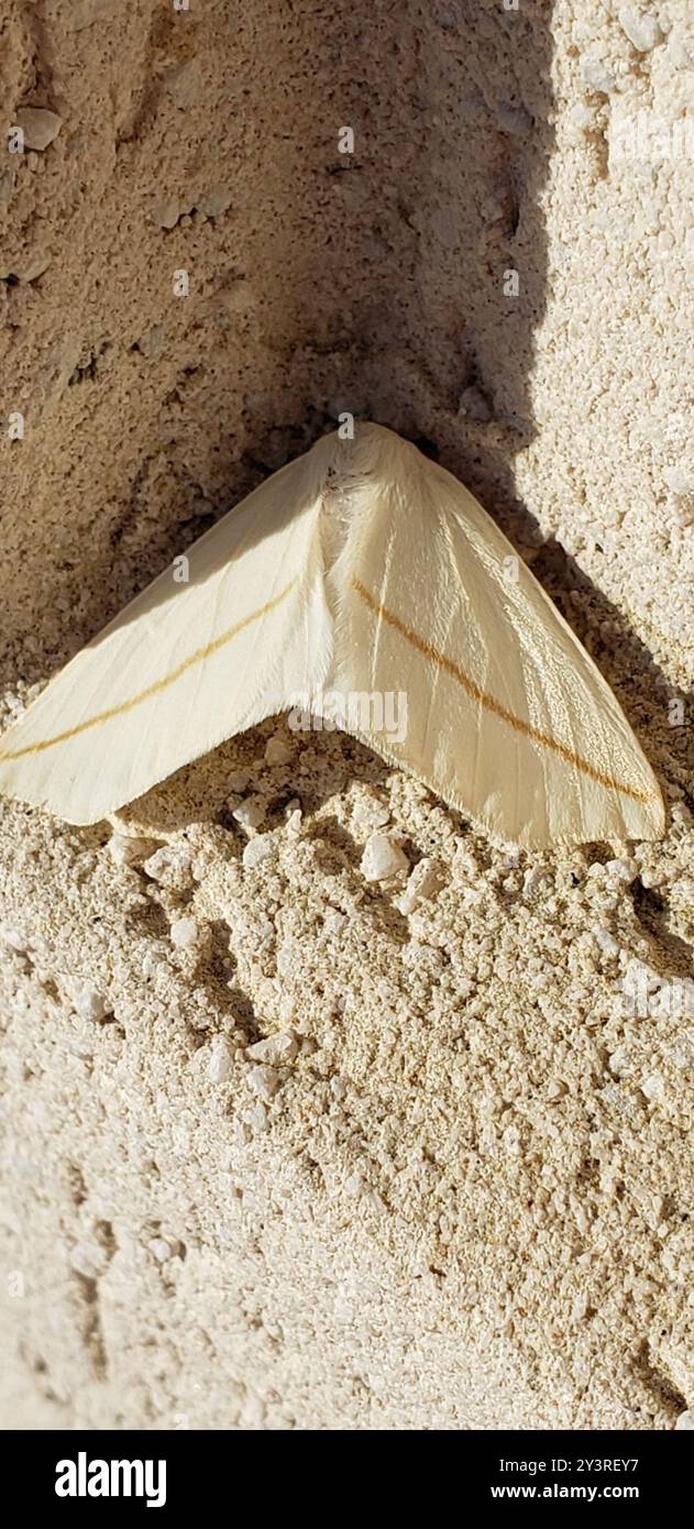 White Slant-line (Tetracis cachexiata) Insecta Stock Photo - Alamy