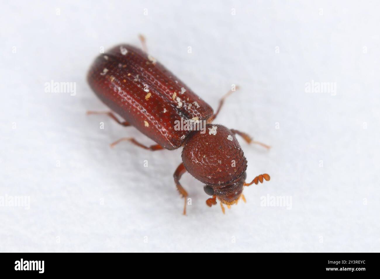 Rhyzopertha dominica (Lesser grain borer). A beetle of the Bostrichidae ...