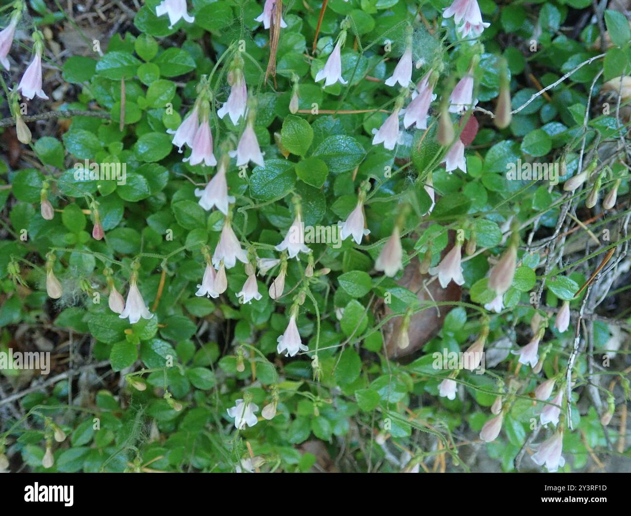 Twinflower (Linnaea borealis) Plantae Stock Photo - Alamy