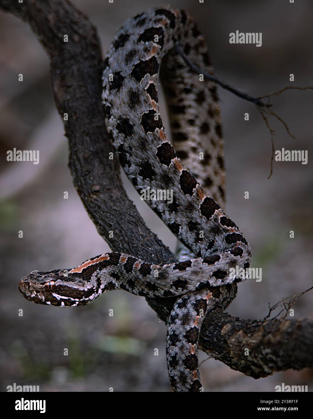 Pygmy Rattlesnake in Florida Panhandle Stock Photo - Alamy