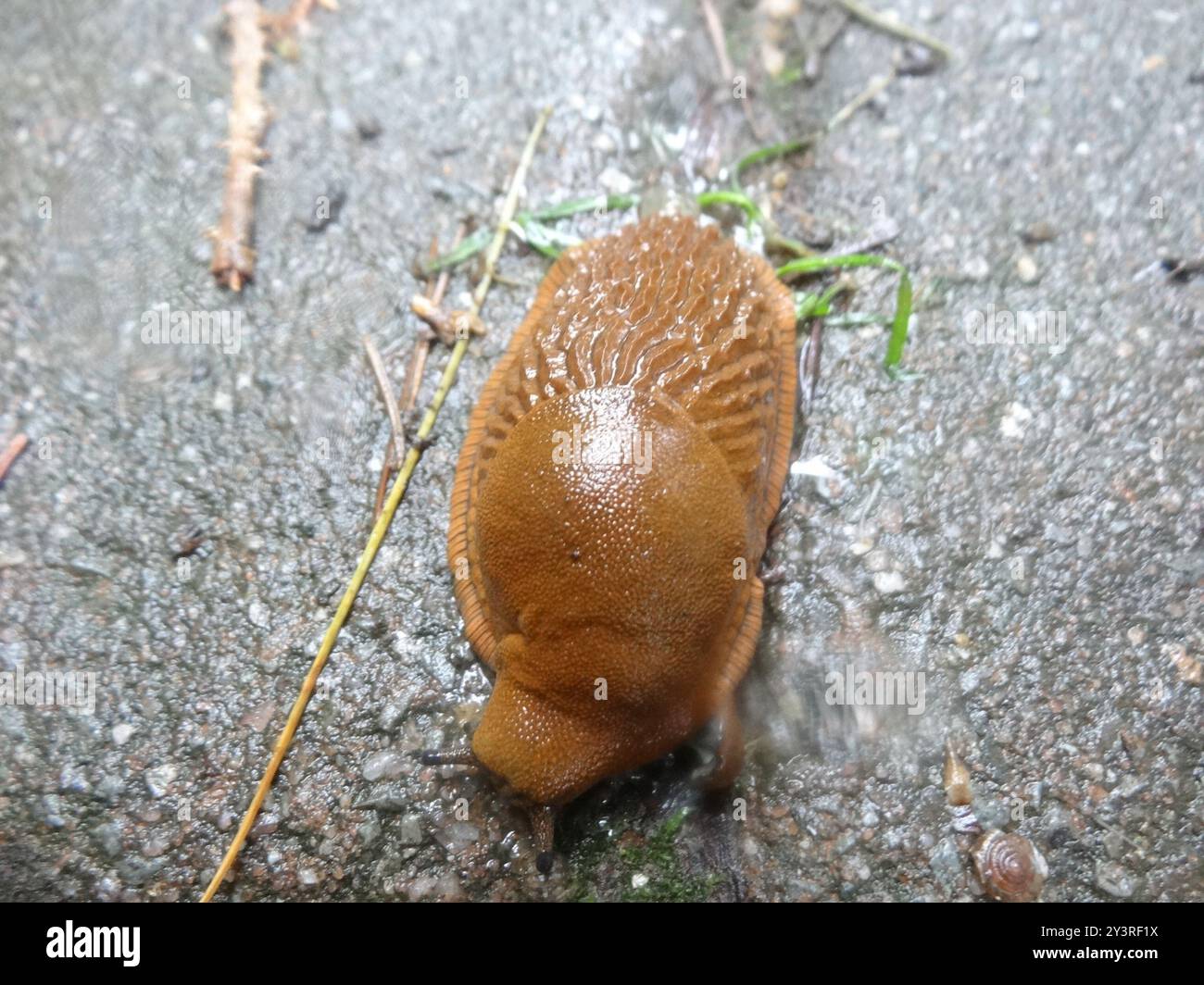 Arion Slugs (Arion) Mollusca Stock Photo - Alamy
