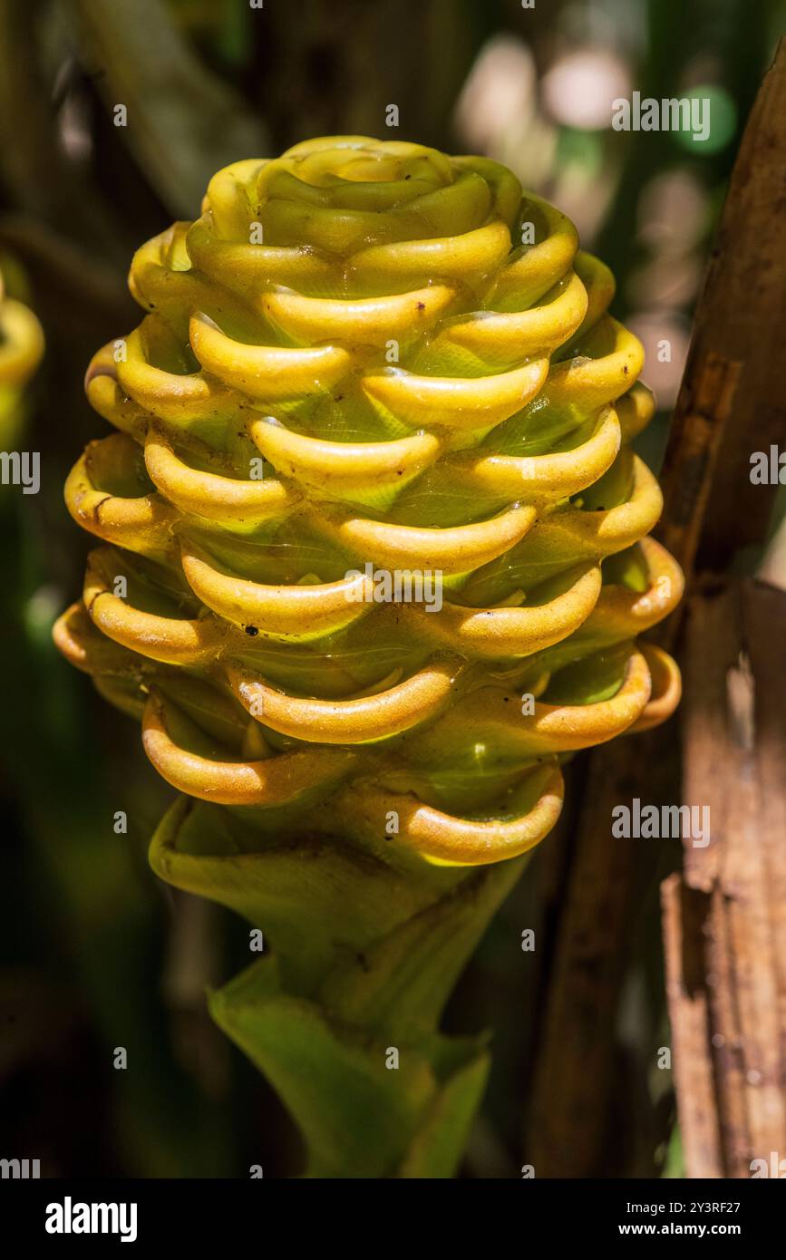 true ginger in the amazonian rain forest Stock Photo - Alamy