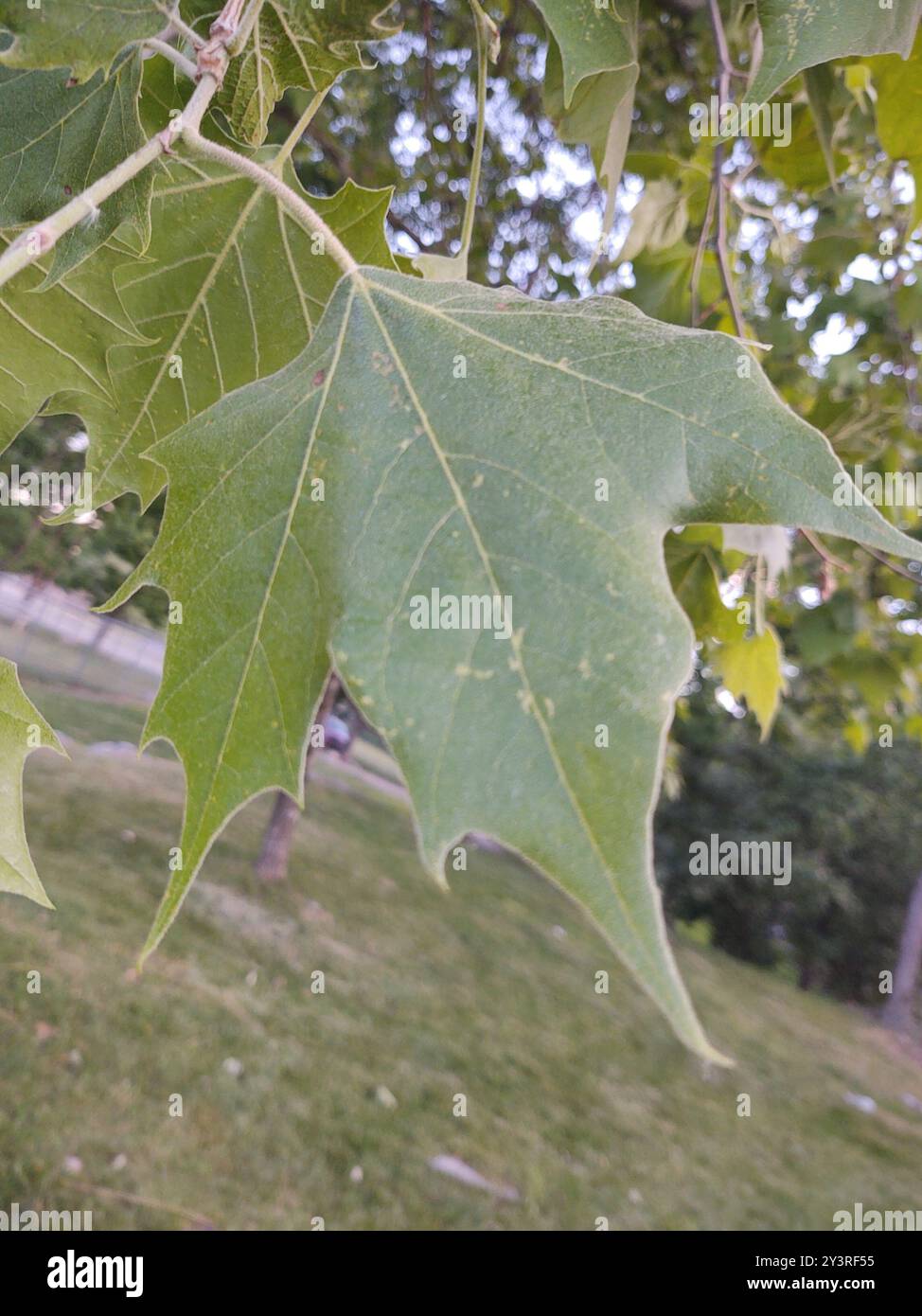 American sycamore (Platanus occidentalis) Plantae Stock Photo - Alamy