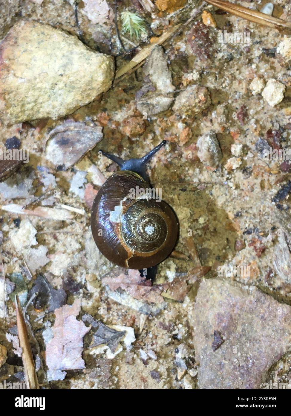 Common Land Snails and Slugs (Stylommatophora) Mollusca Stock Photo - Alamy