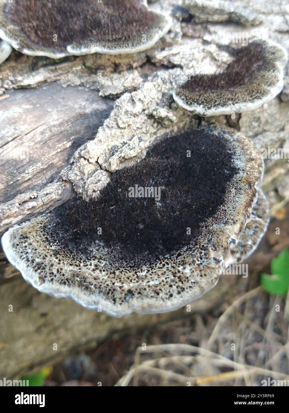 Hairy Hexagonia (Hexagonia hydnoides) Fungi Stock Photo - Alamy