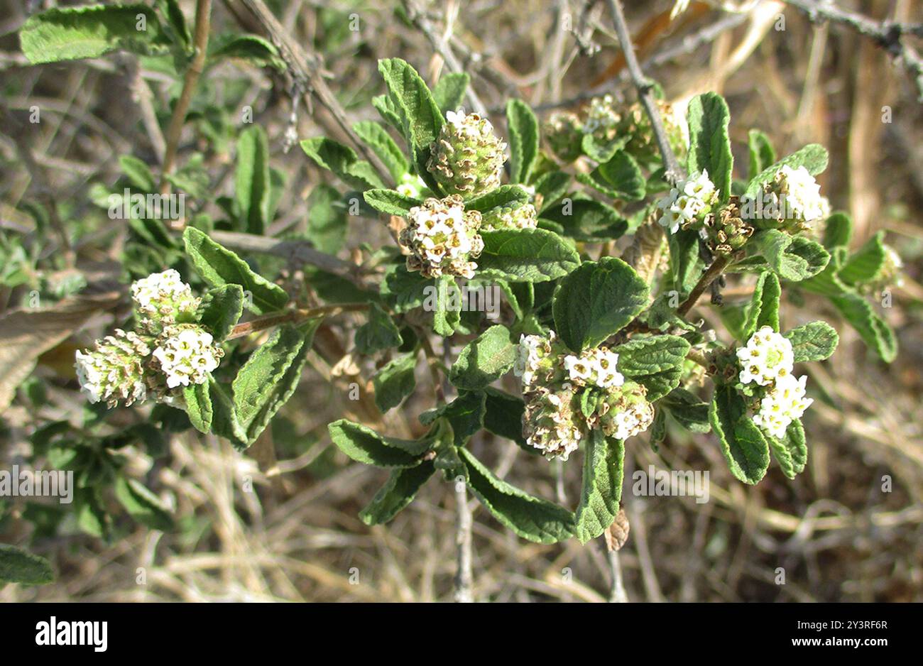 Fever Tea (Lippia javanica) Plantae Stock Photo - Alamy