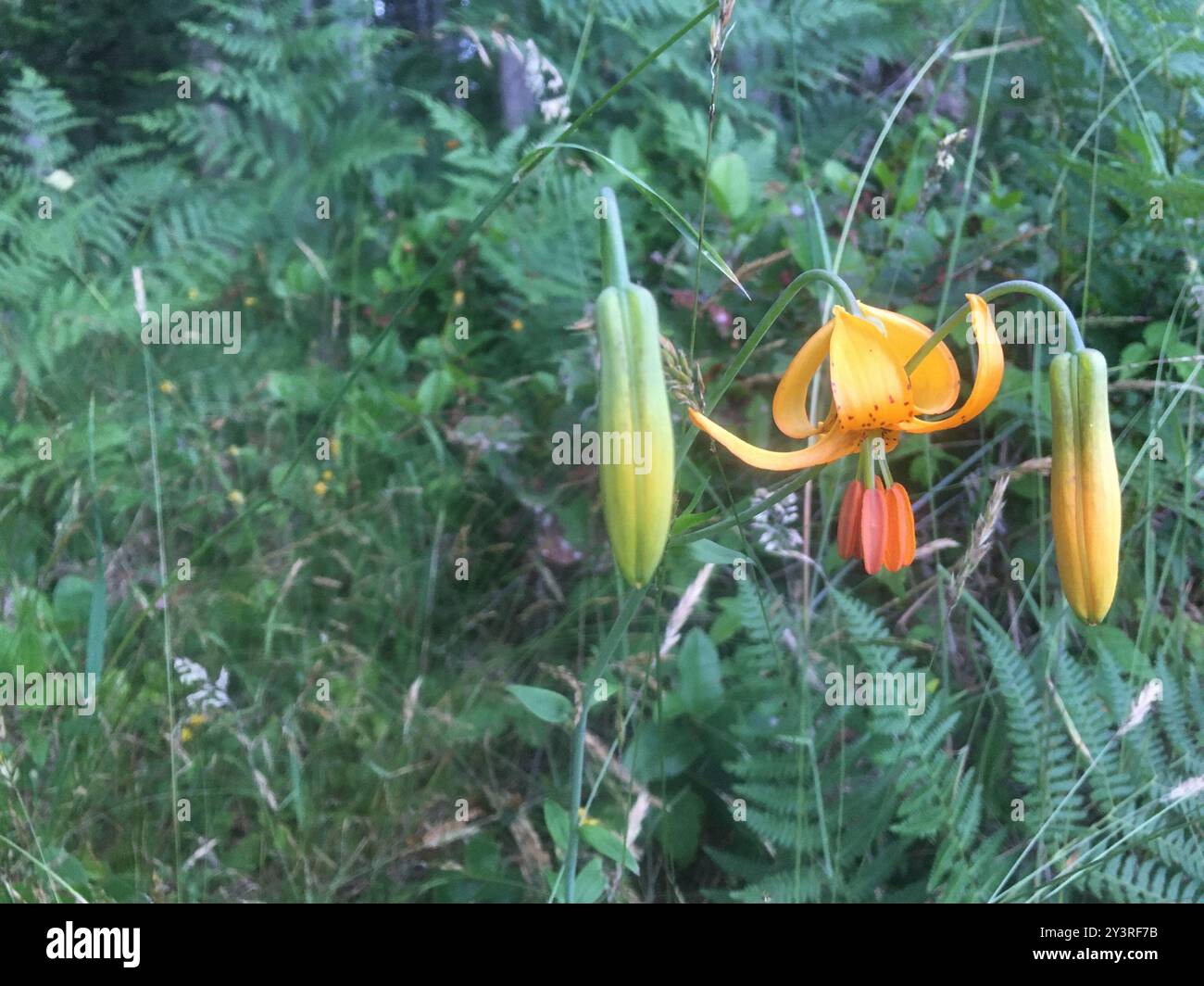Columbia lily (Lilium columbianum) Plantae Stock Photo - Alamy