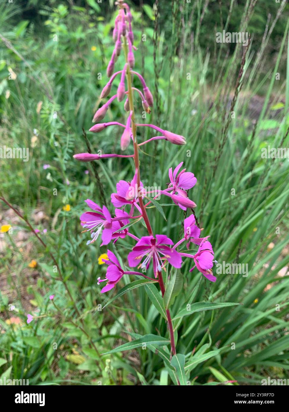 fireweed (Chamaenerion angustifolium) Plantae Stock Photo - Alamy