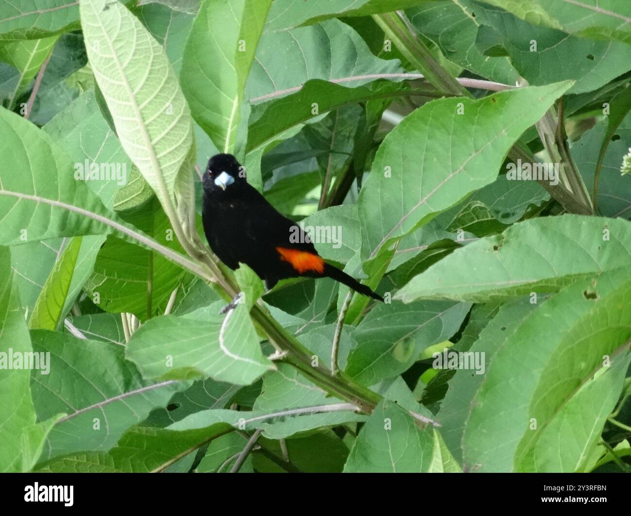 (Ramphocelus flammigerus flammigerus) Aves Stock Photo - Alamy