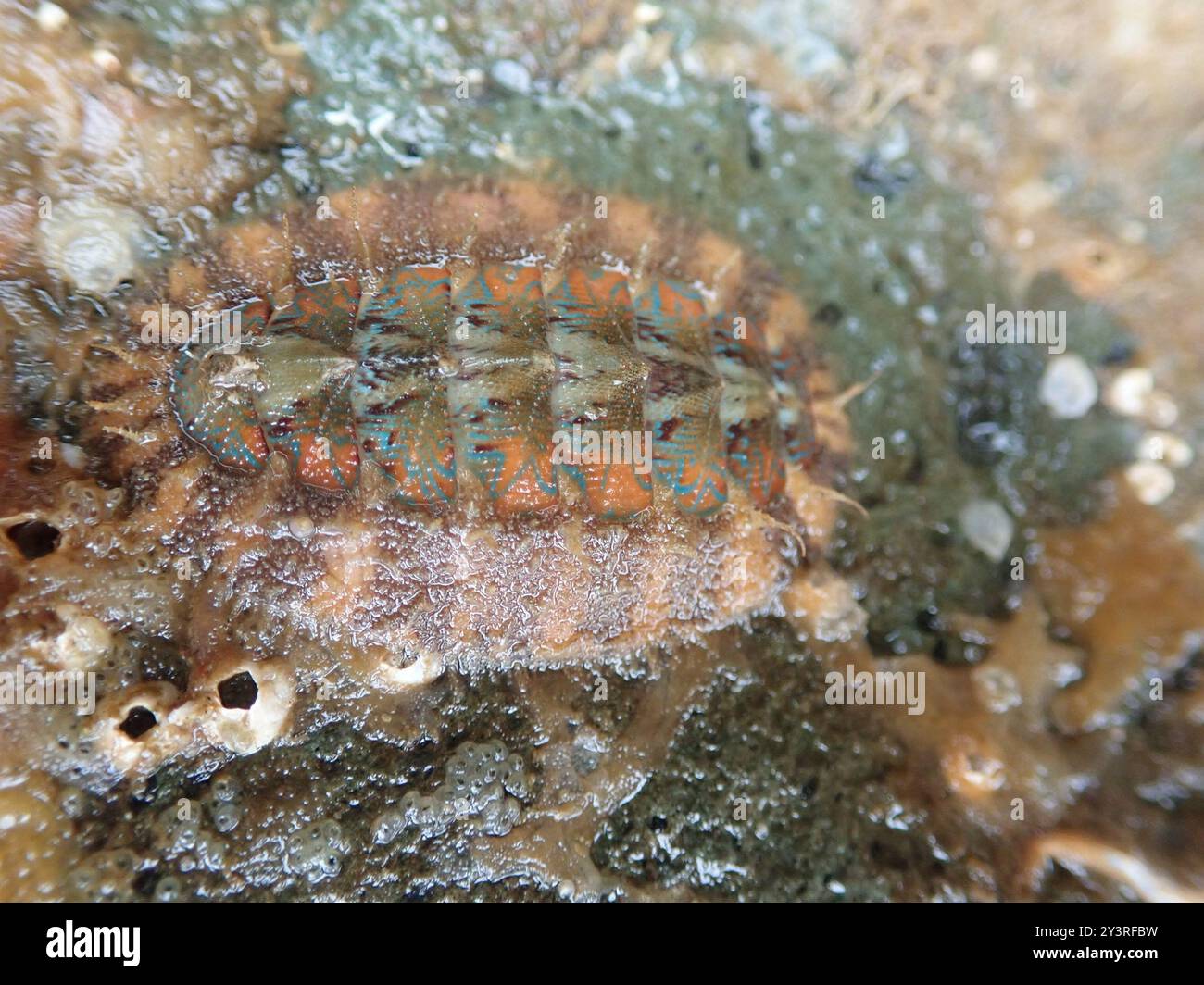Red-Flecked Mopalia (Mopalia spectabilis) Mollusca Stock Photo - Alamy