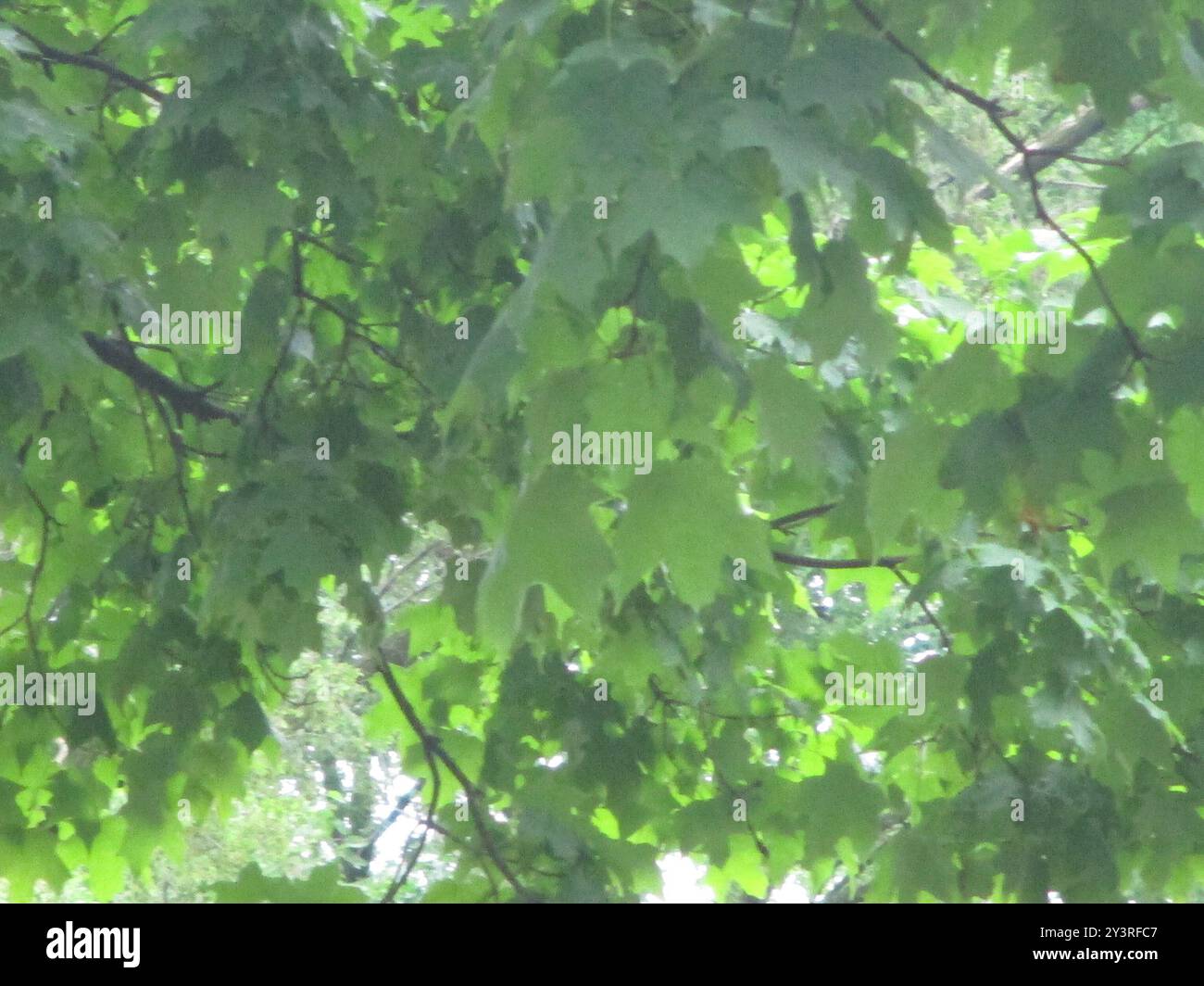 black maple (Acer nigrum) Plantae Stock Photo - Alamy