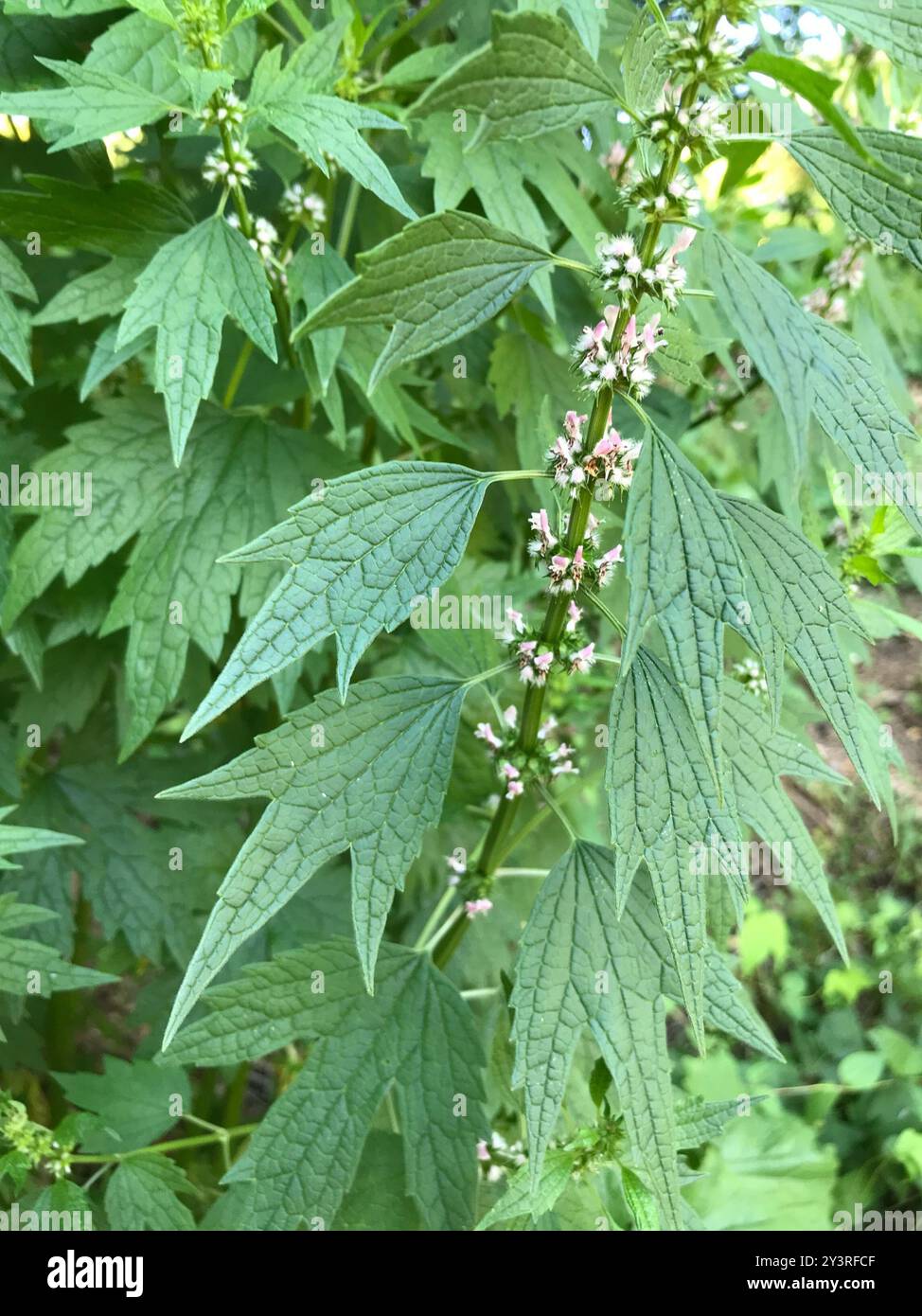 common motherwort (Leonurus cardiaca) Plantae Stock Photo - Alamy