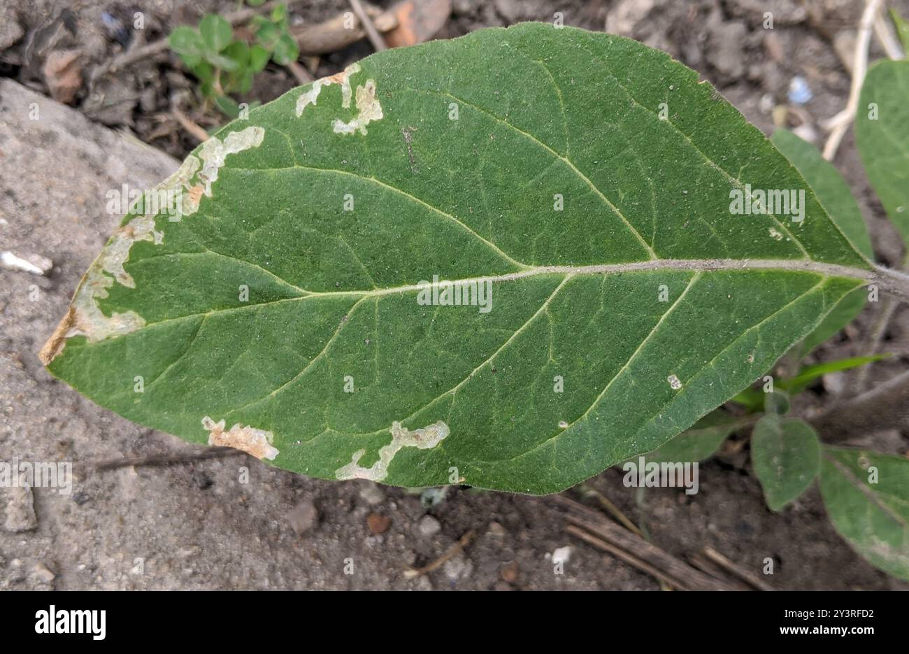Spinach Leafminer (Pegomya hyoscyami) Insecta Stock Photo - Alamy