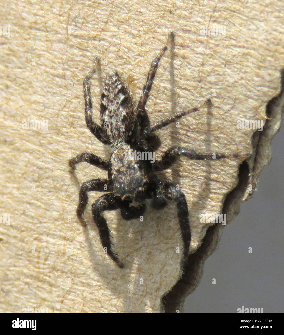 California Flattened Jumping Spider (Platycryptus californicus ...