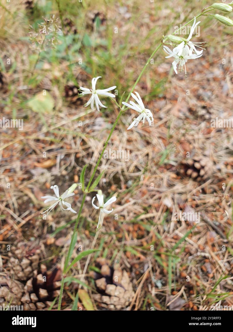 Nottingham Catchfly (Silene nutans) Plantae Stock Photo - Alamy