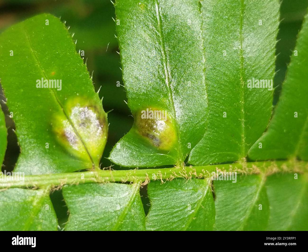 rust fungi (Pucciniales) Fungi Stock Photo - Alamy