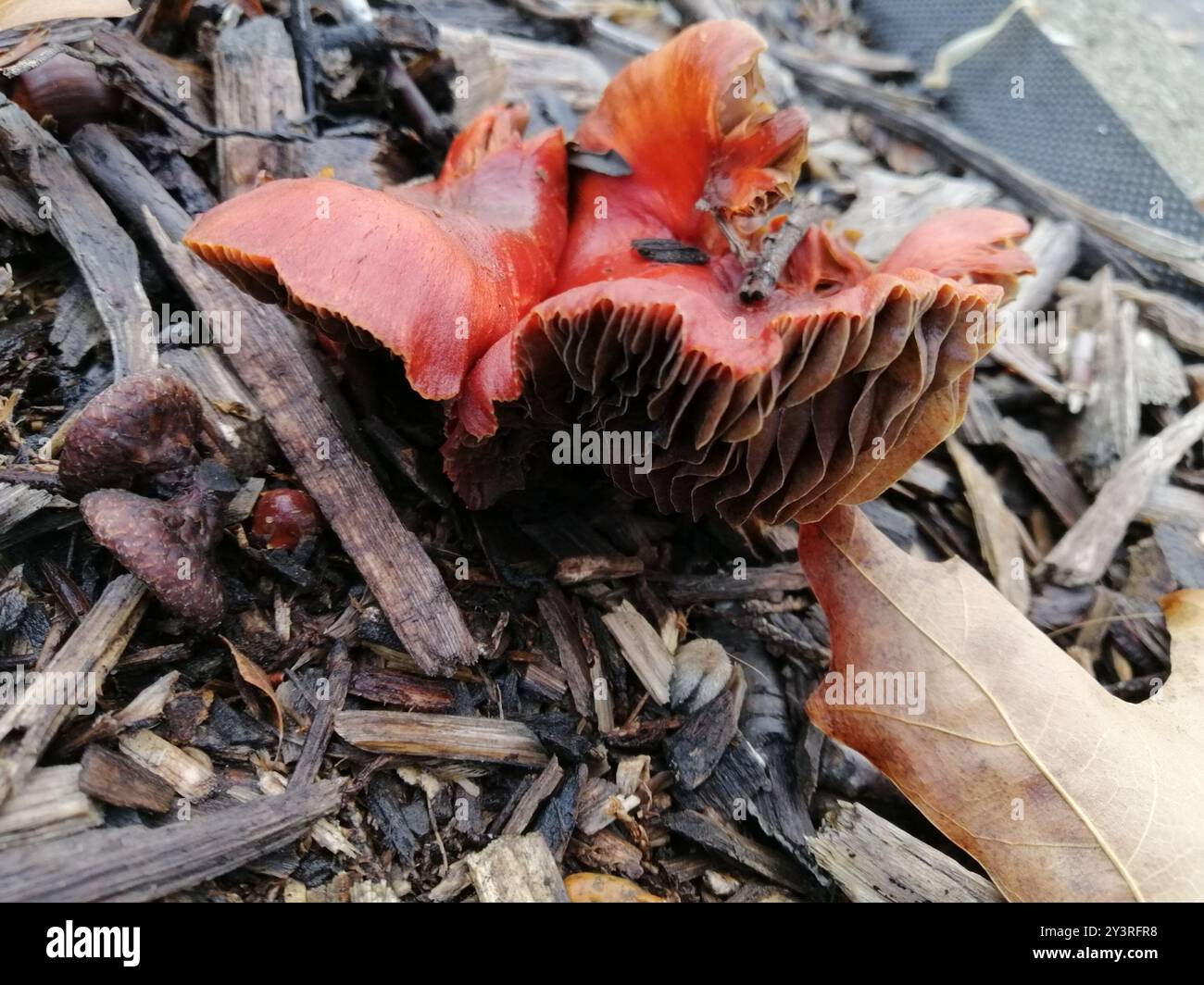 Chip Cherries (Leratiomyces ceres) Fungi Stock Photo - Alamy