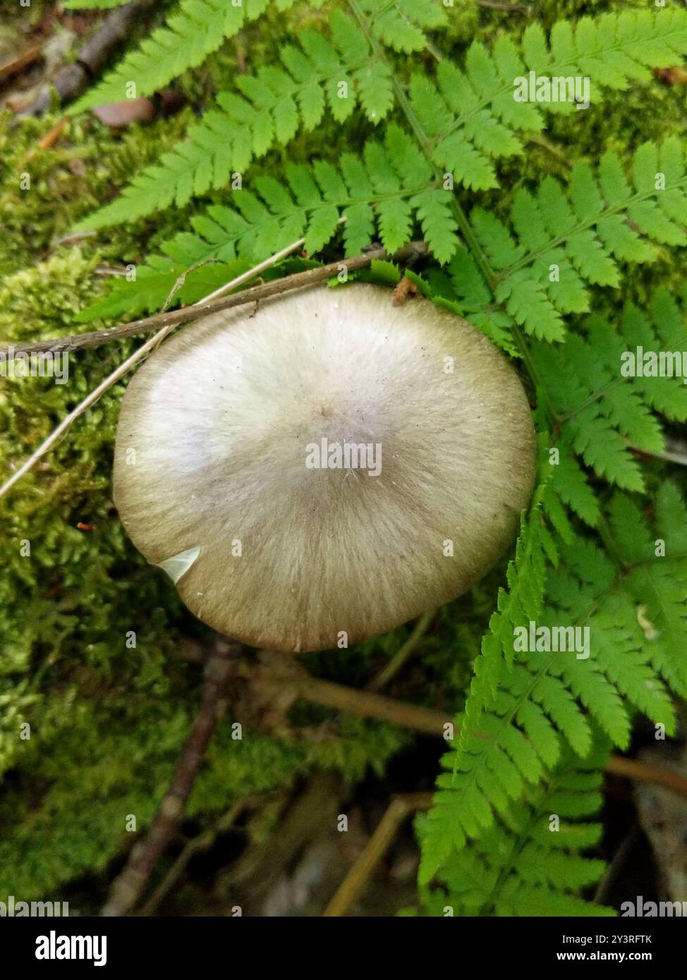 Eastern American Platterful Mushroom (Megacollybia rodmanii) Fungi ...