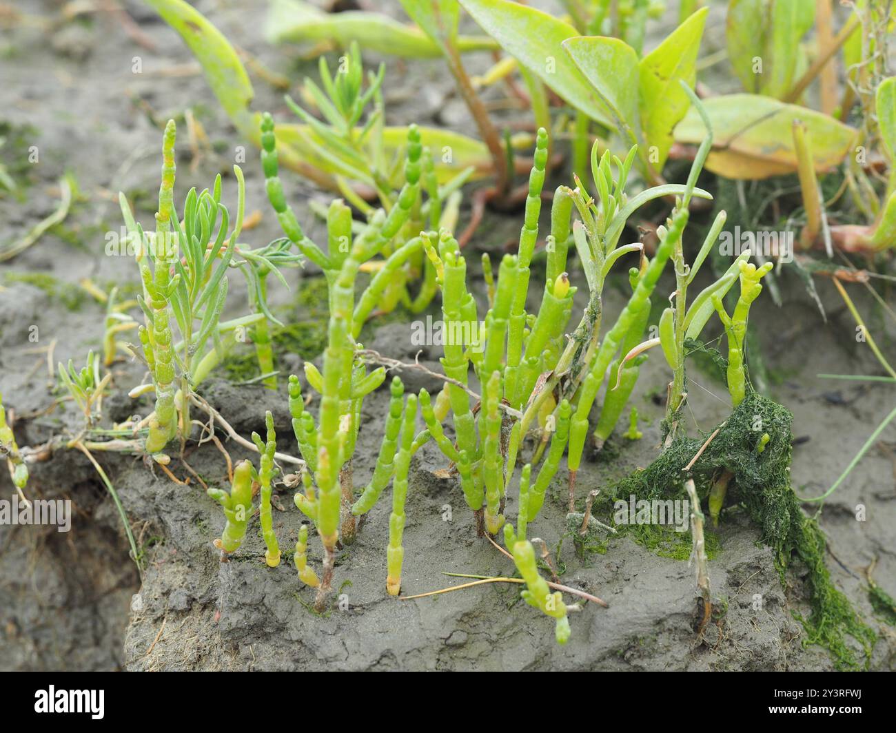 Common Glasswort (Salicornia europaea) Plantae Stock Photo - Alamy