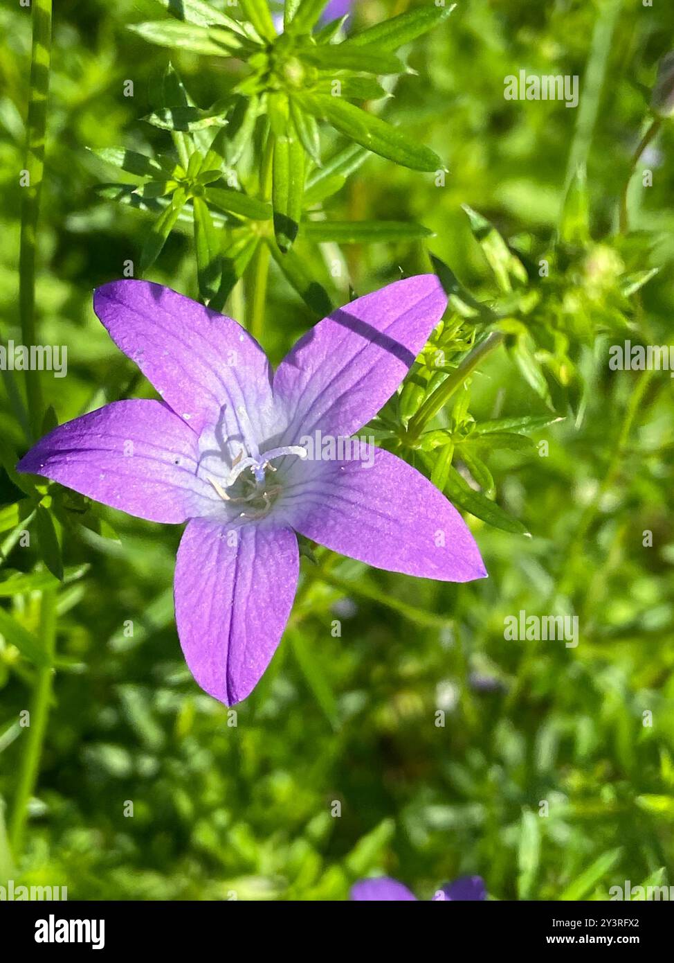 Spreading Bellflower (Campanula patula) Plantae Stock Photo - Alamy