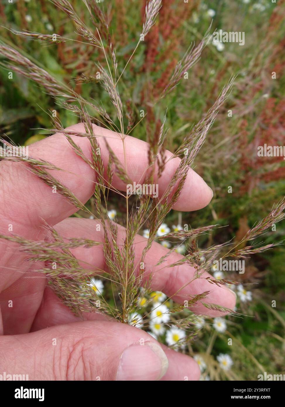 Loose Silky-bent (Apera spica-venti) Plantae Stock Photo - Alamy