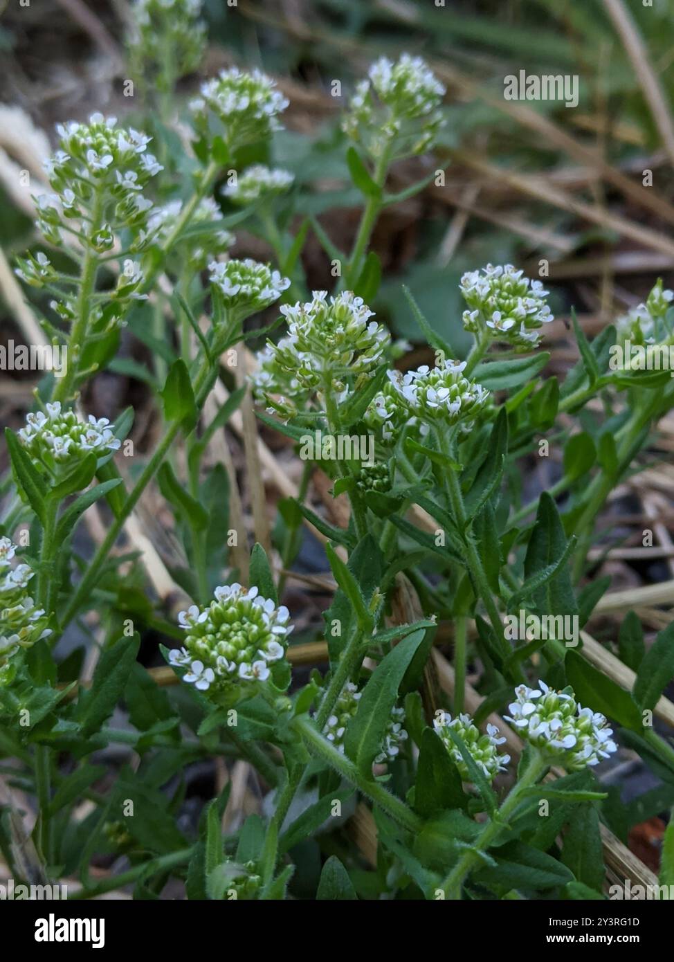 field peppergrass (Lepidium campestre) Plantae Stock Photo - Alamy