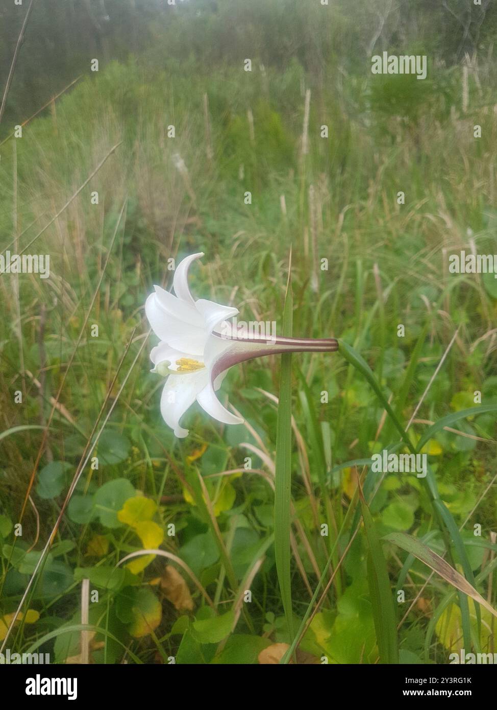 Formosa lily (Lilium formosanum) Plantae Stock Photo - Alamy