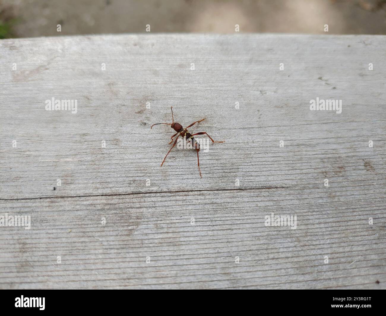 Red-headed Ash Borer (Neoclytus acuminatus) Insecta Stock Photo - Alamy