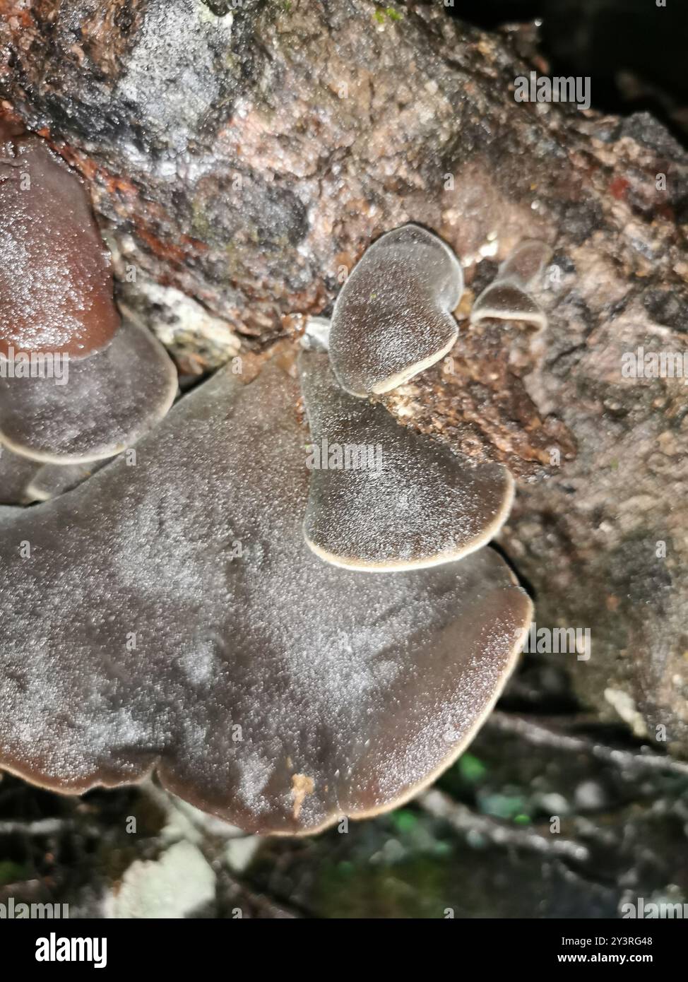 Ear fungus (Auricularia cornea) Fungi Stock Photo - Alamy