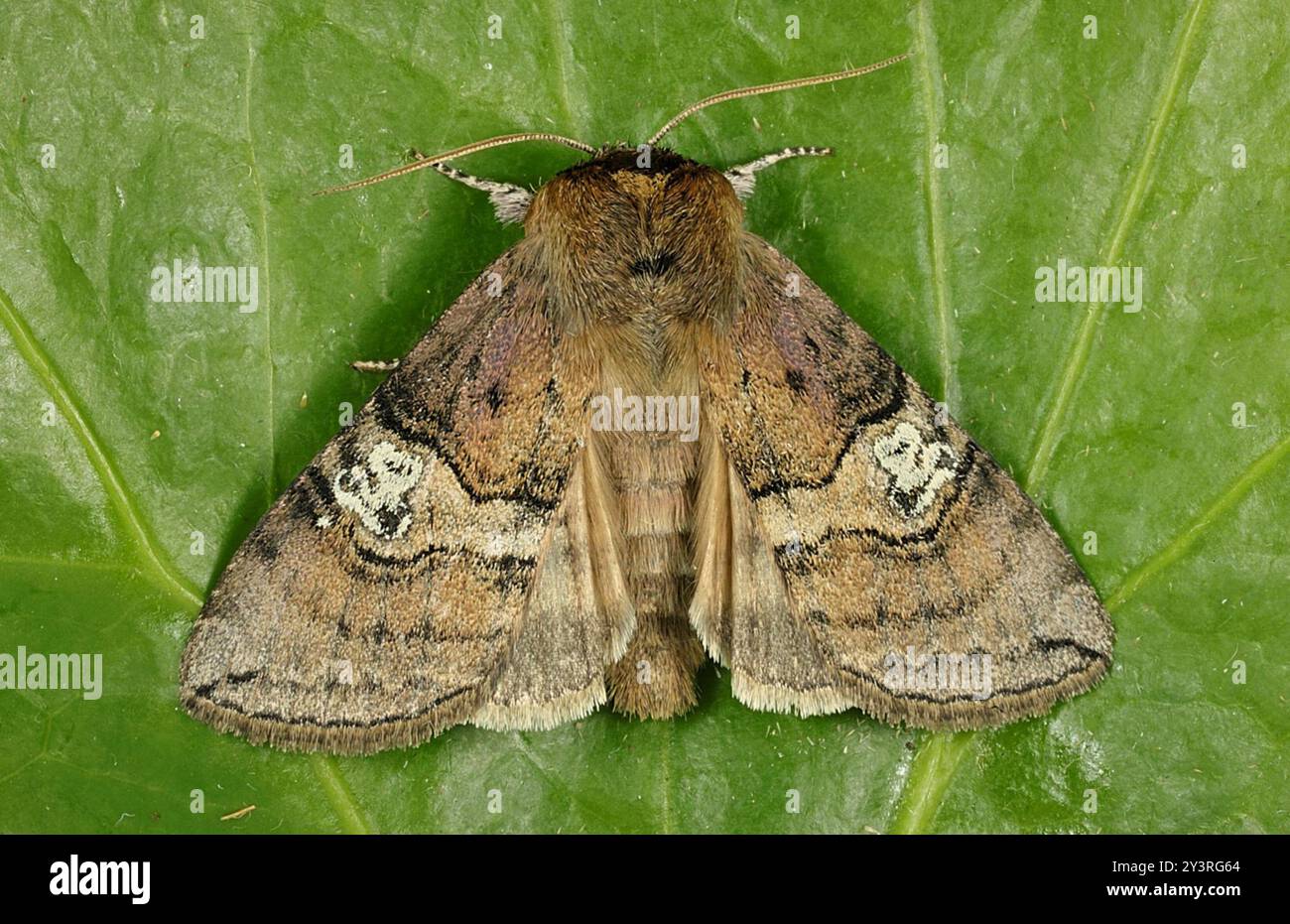 Figure of Eighty (Tethea ocularis) Insecta Stock Photo - Alamy