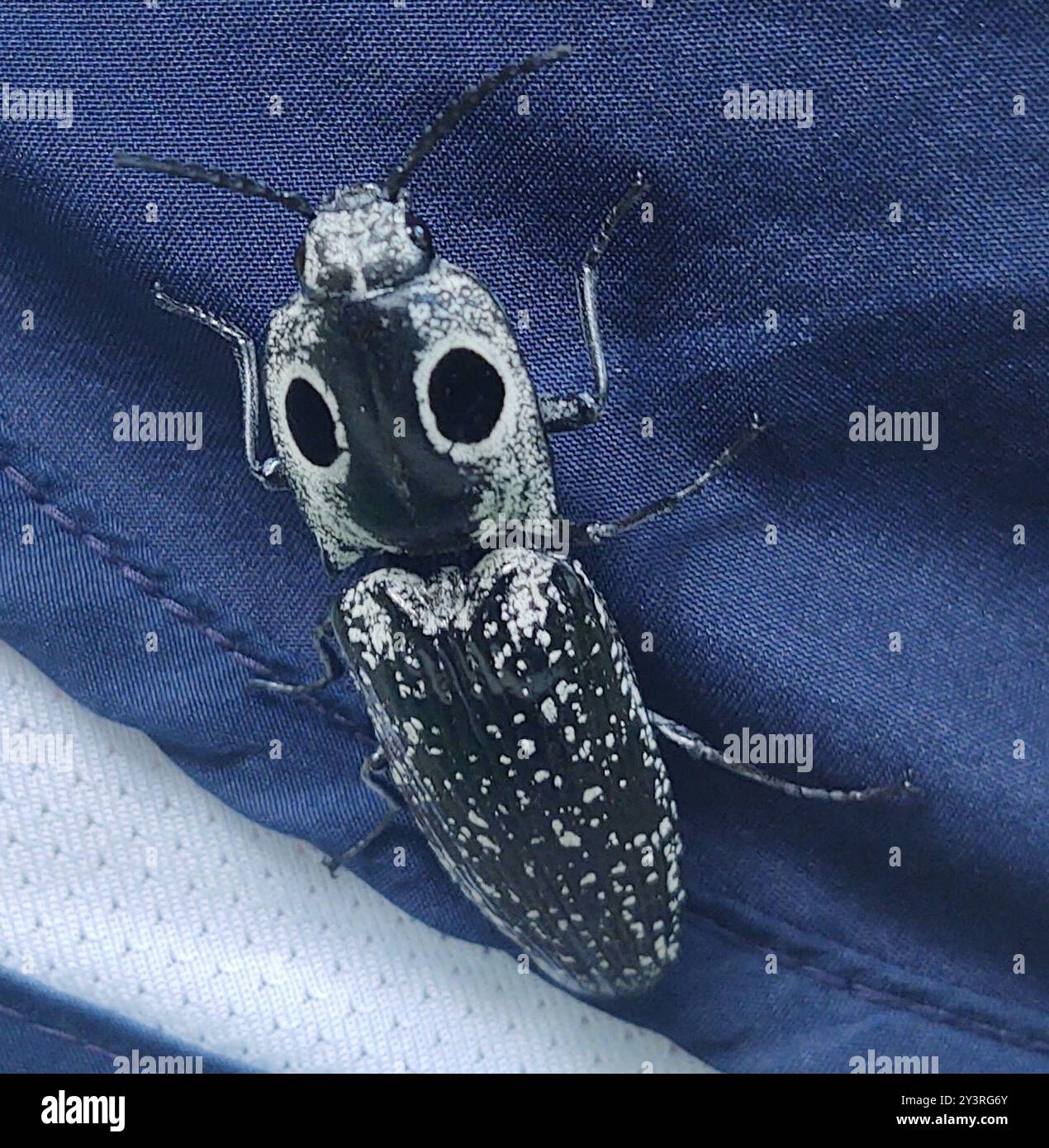 Eastern Eyed Click Beetle (Alaus oculatus) Insecta Stock Photo - Alamy