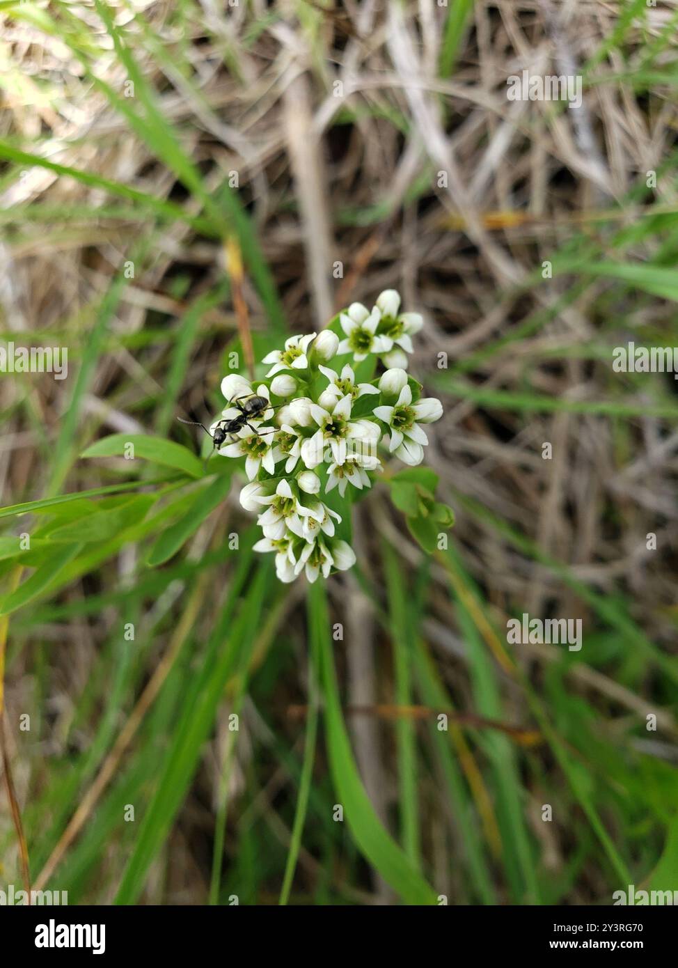 bastard toadflax (Comandra umbellata) Plantae Stock Photo - Alamy