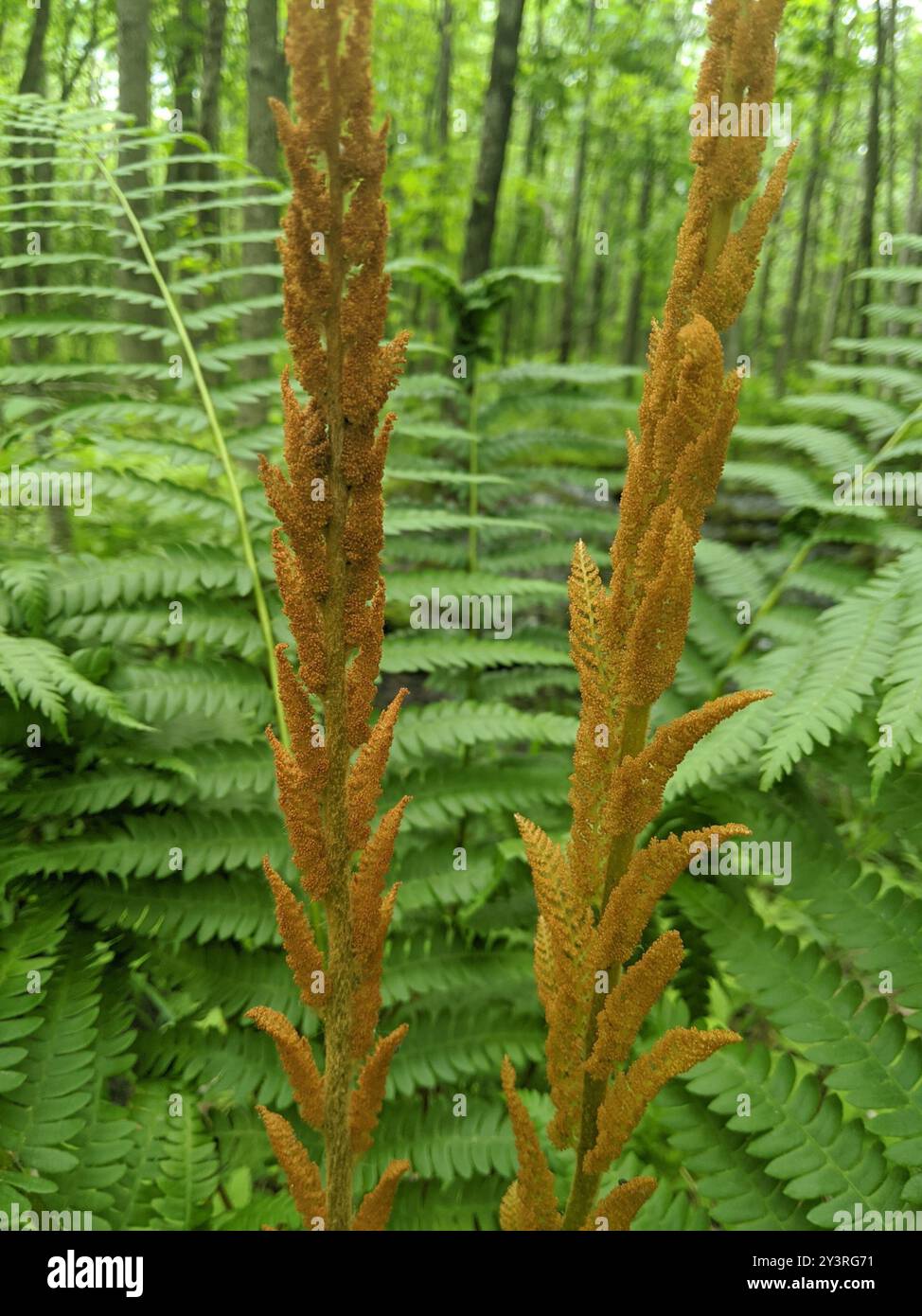 cinnamon fern (Osmundastrum cinnamomeum) Plantae Stock Photo - Alamy