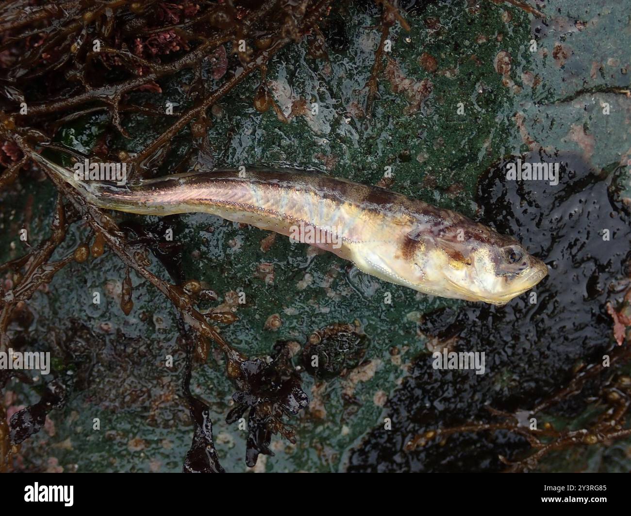 Plainfin Midshipman (Porichthys notatus) Actinopterygii Stock Photo - Alamy