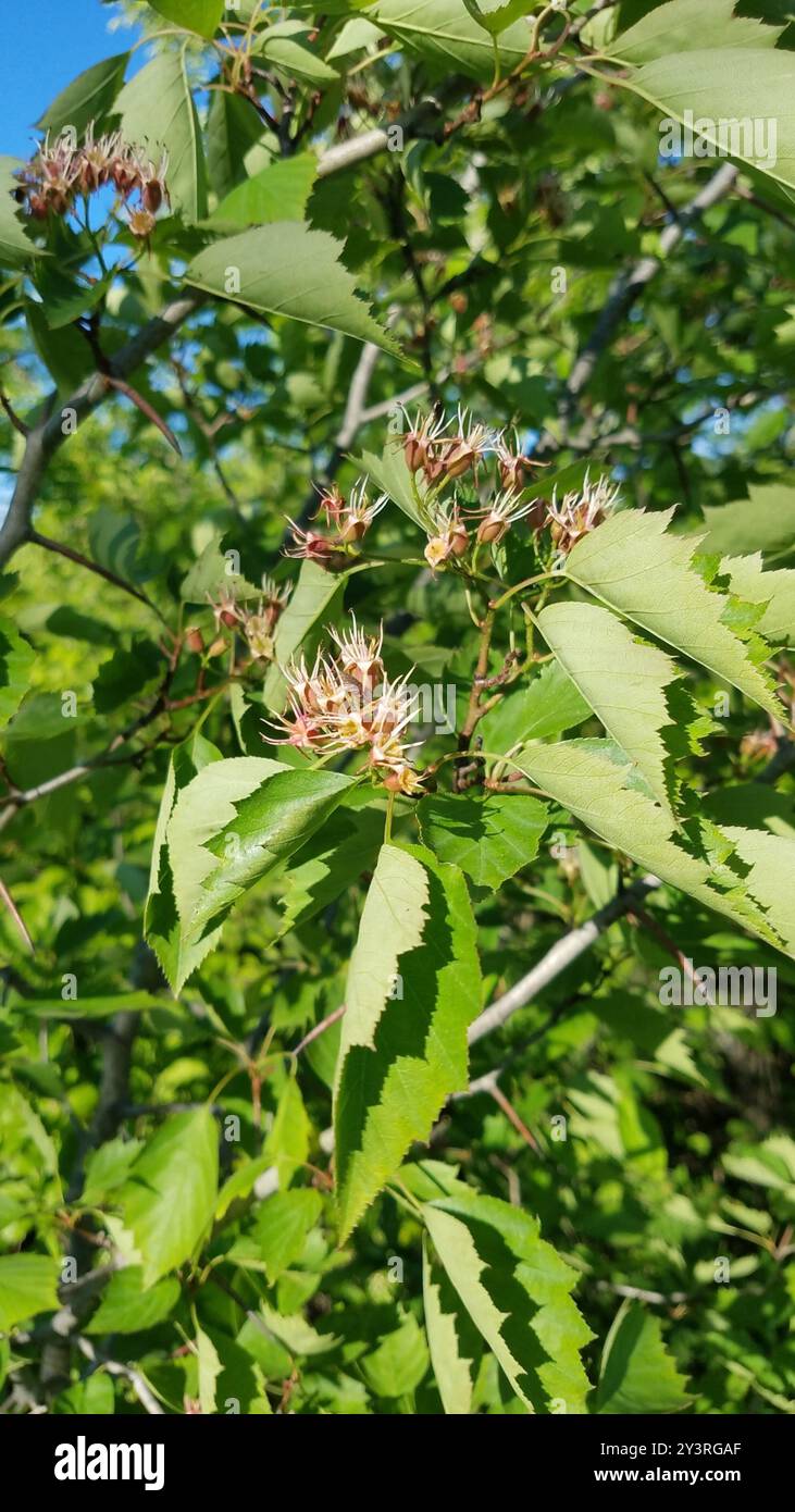 common ninebark (Physocarpus opulifolius) Plantae Stock Photo - Alamy