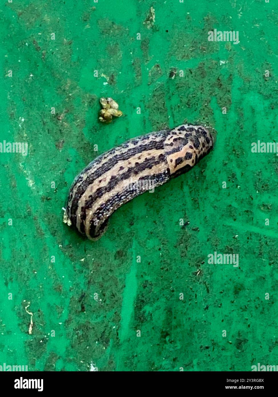 Leopard Slug (Limax maximus) Mollusca Stock Photo - Alamy