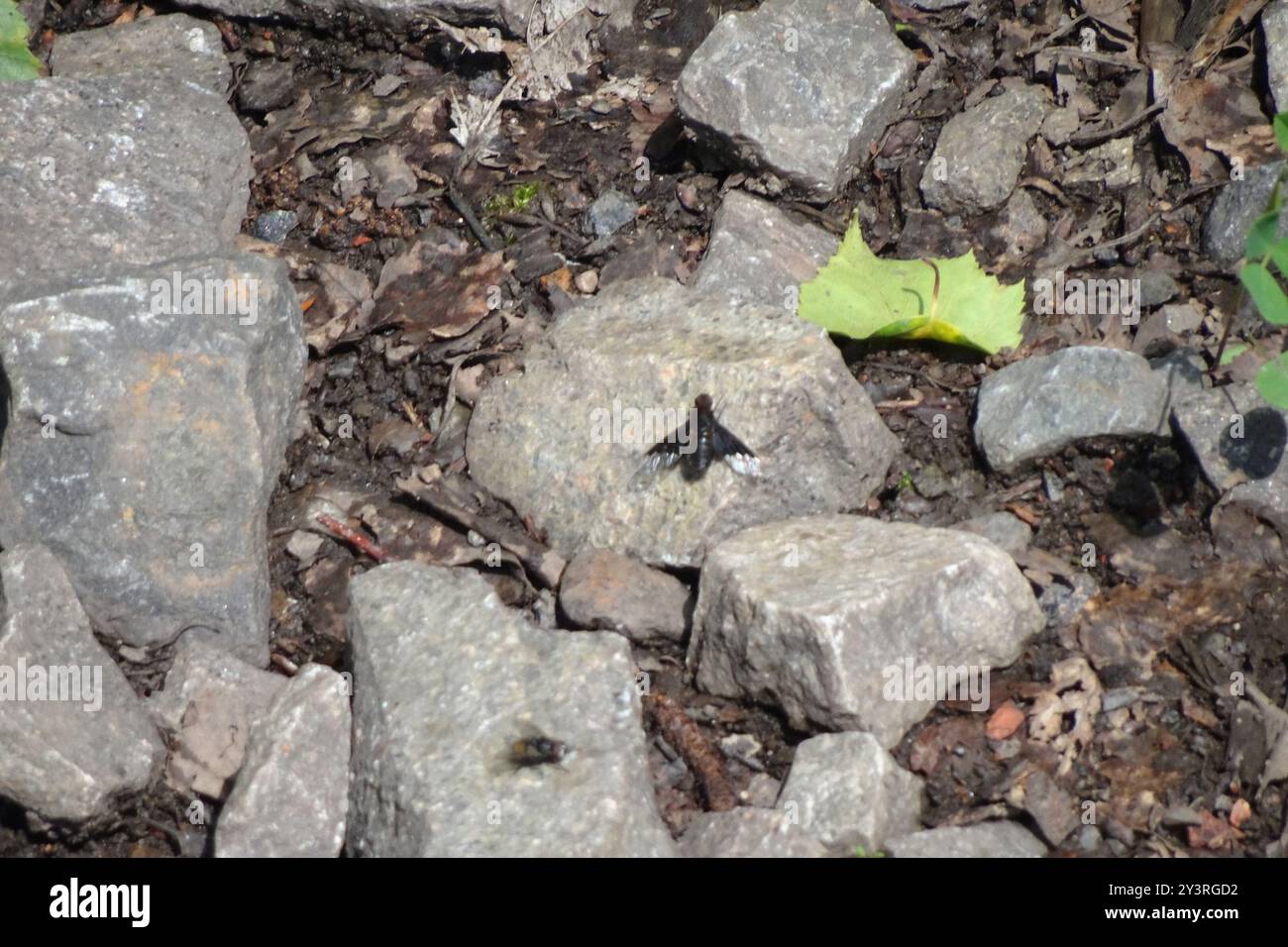 Black Banded Bee Fly (Hemipenthes morio) Insecta Stock Photo - Alamy