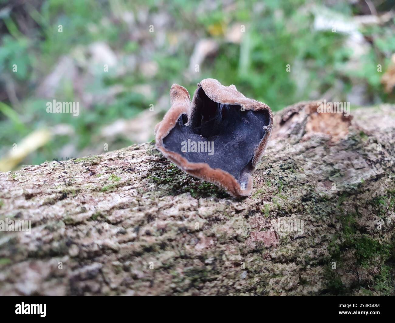 Ear fungus (Auricularia cornea) Fungi Stock Photo - Alamy