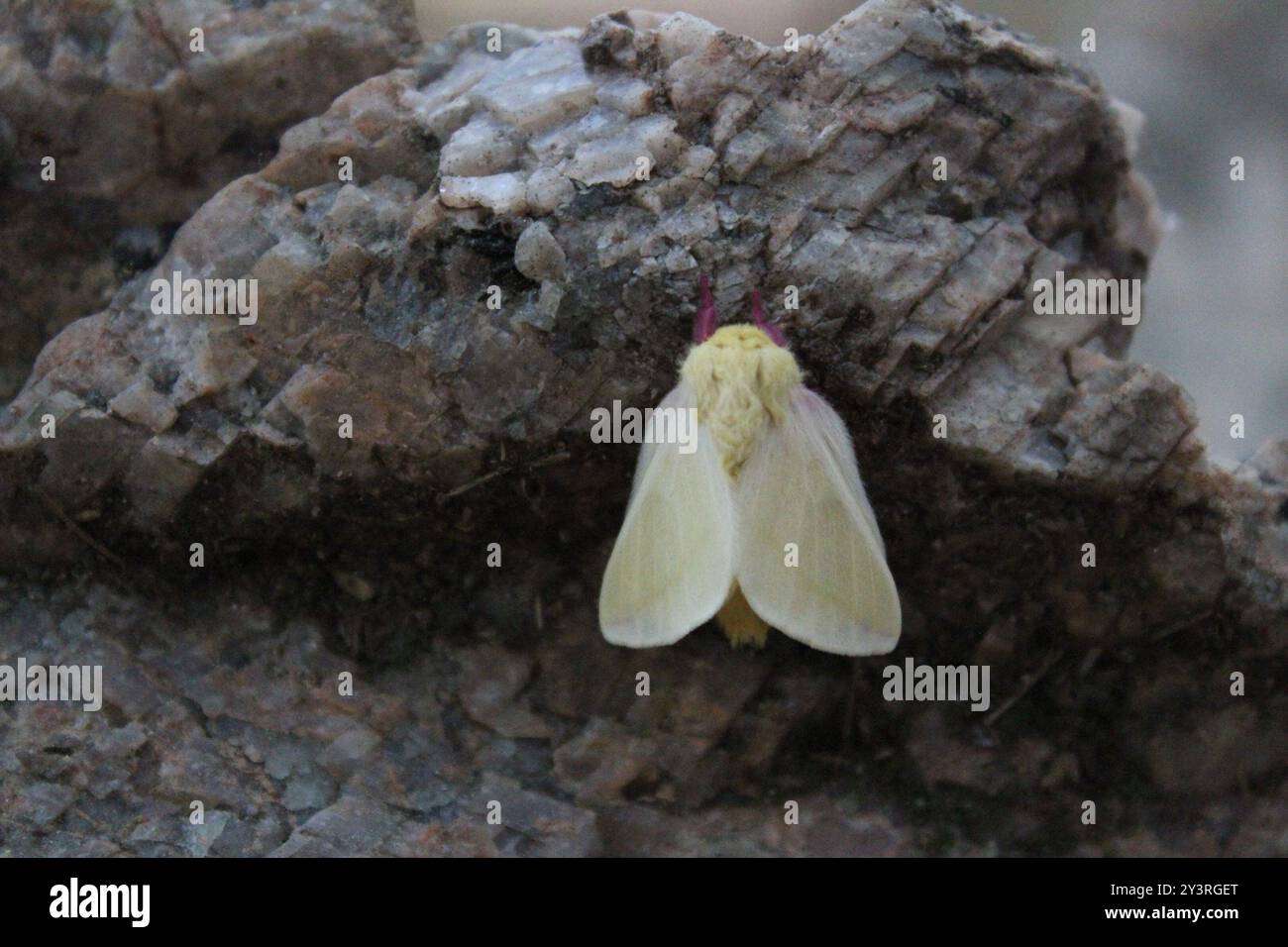 Rosy Maple Moth (Dryocampa rubicunda) Insecta Stock Photo - Alamy