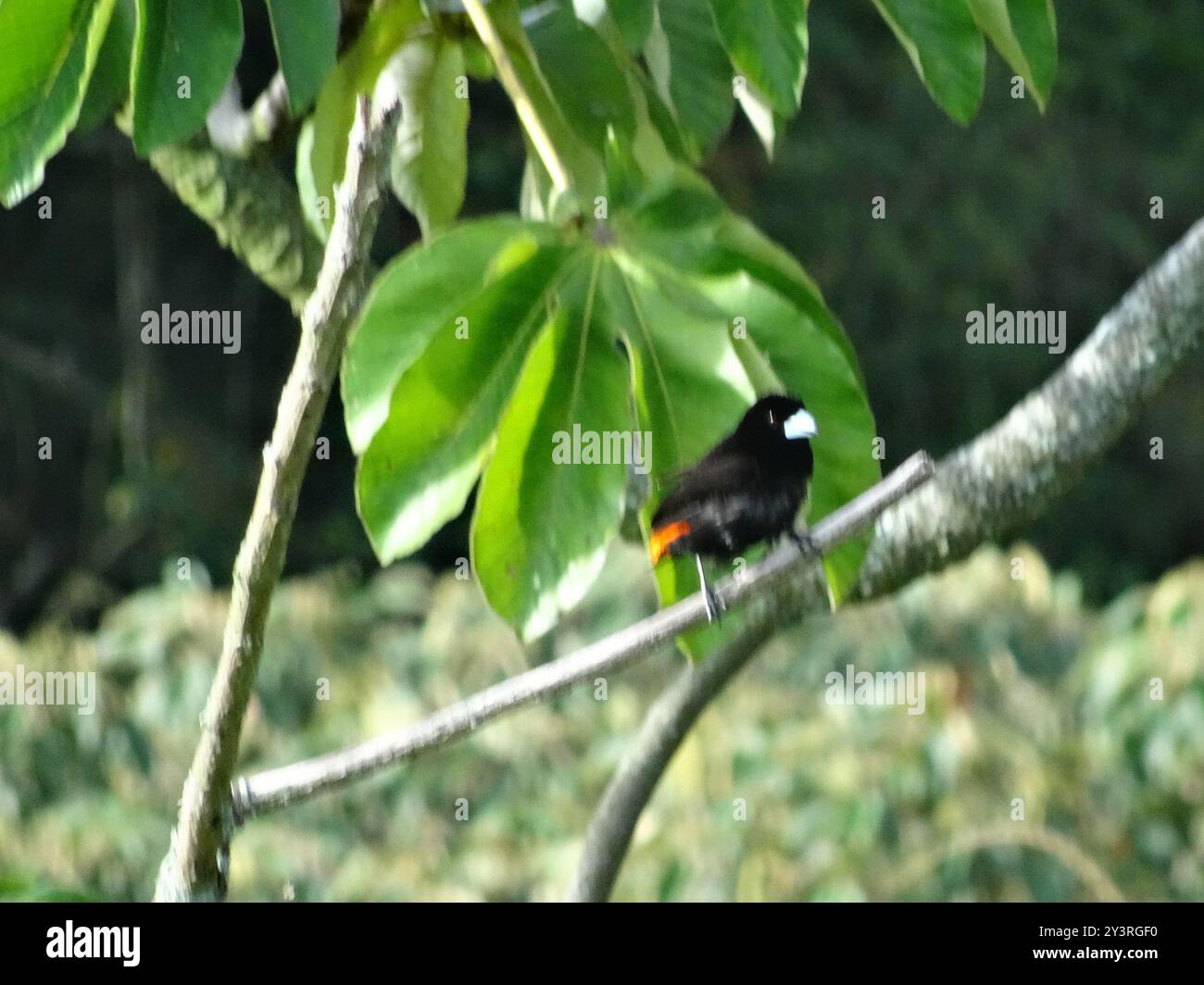 (Ramphocelus flammigerus flammigerus) Aves Stock Photo - Alamy