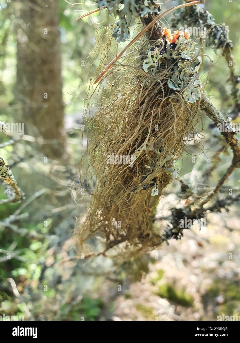 Fishbone Beard Lichen (Usnea dasopoga) Fungi Stock Photo - Alamy