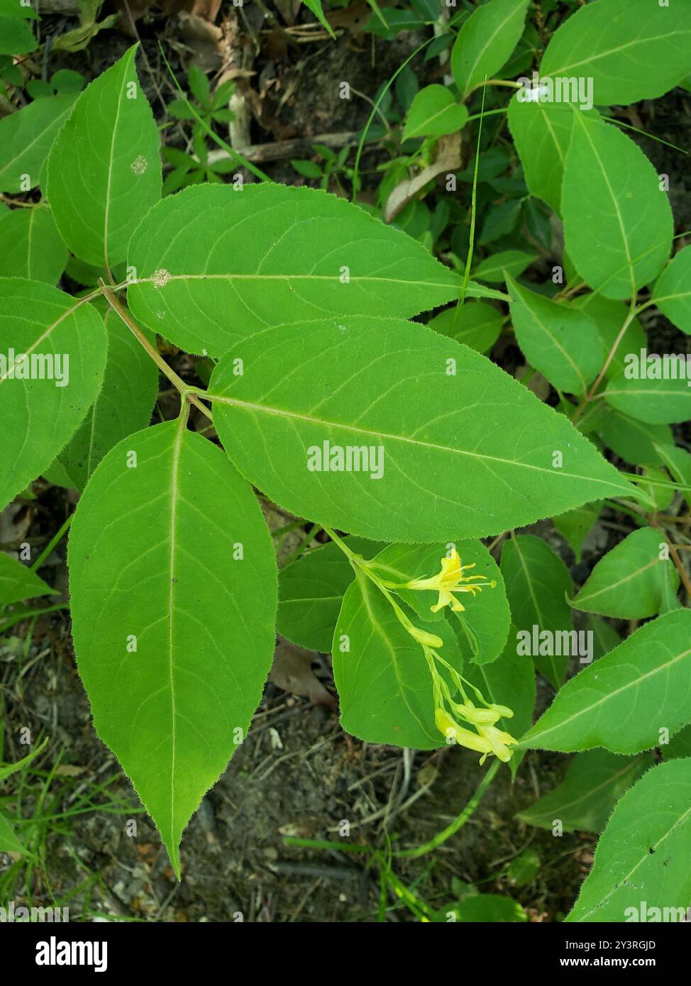 northern bush honeysuckle (Diervilla lonicera) Plantae Stock Photo - Alamy