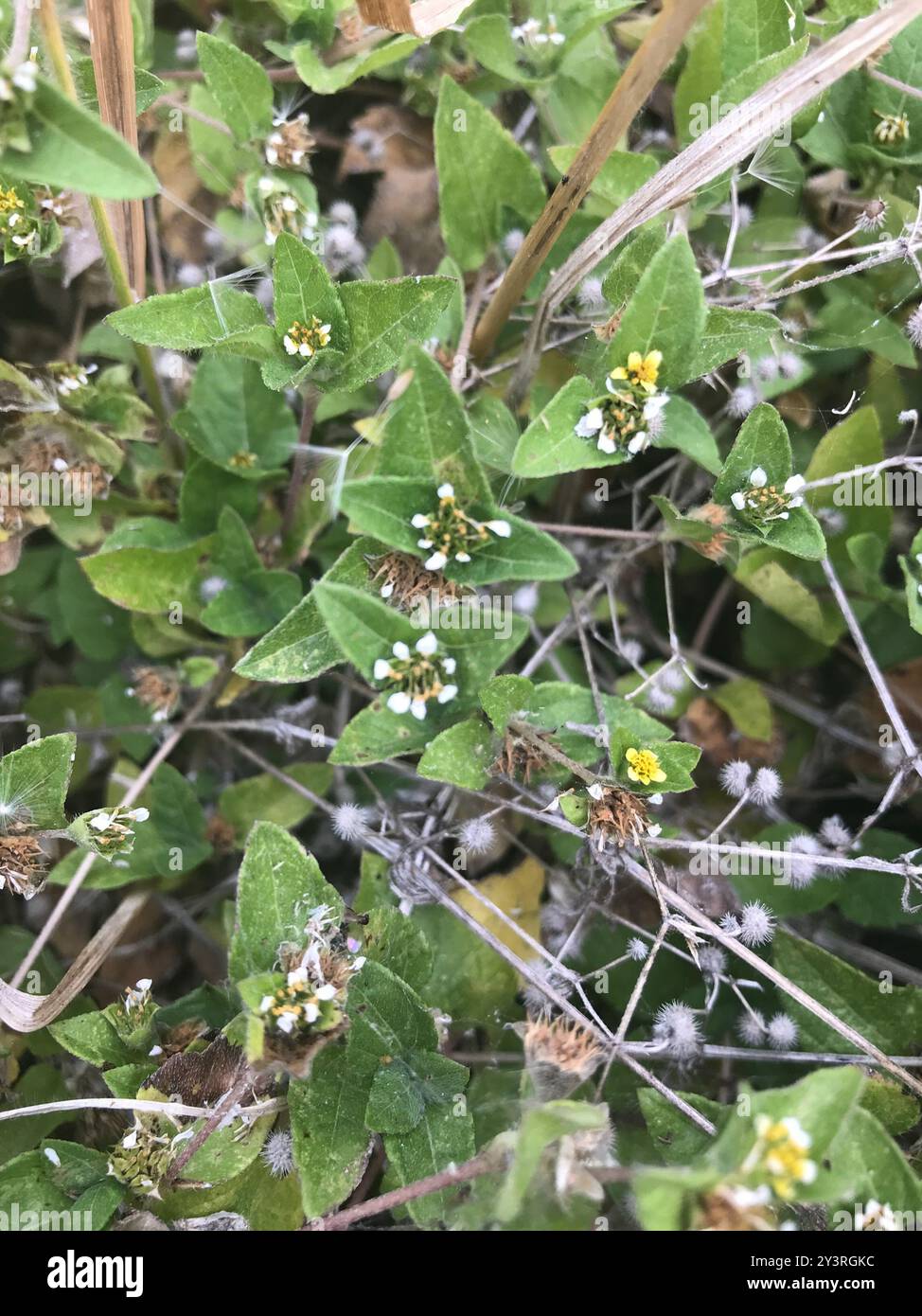 straggler daisy (Calyptocarpus vialis) Plantae Stock Photo - Alamy