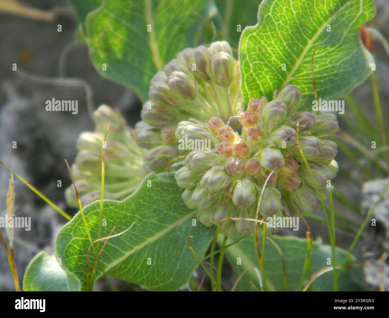 green comet milkweed (Asclepias viridiflora) Plantae Stock Photo - Alamy