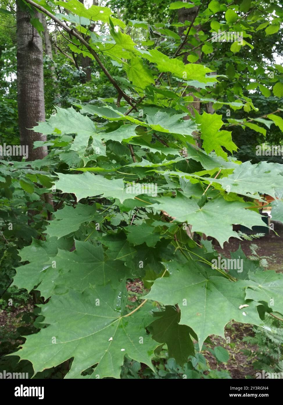 Norway maple (Acer platanoides) Plantae Stock Photo - Alamy