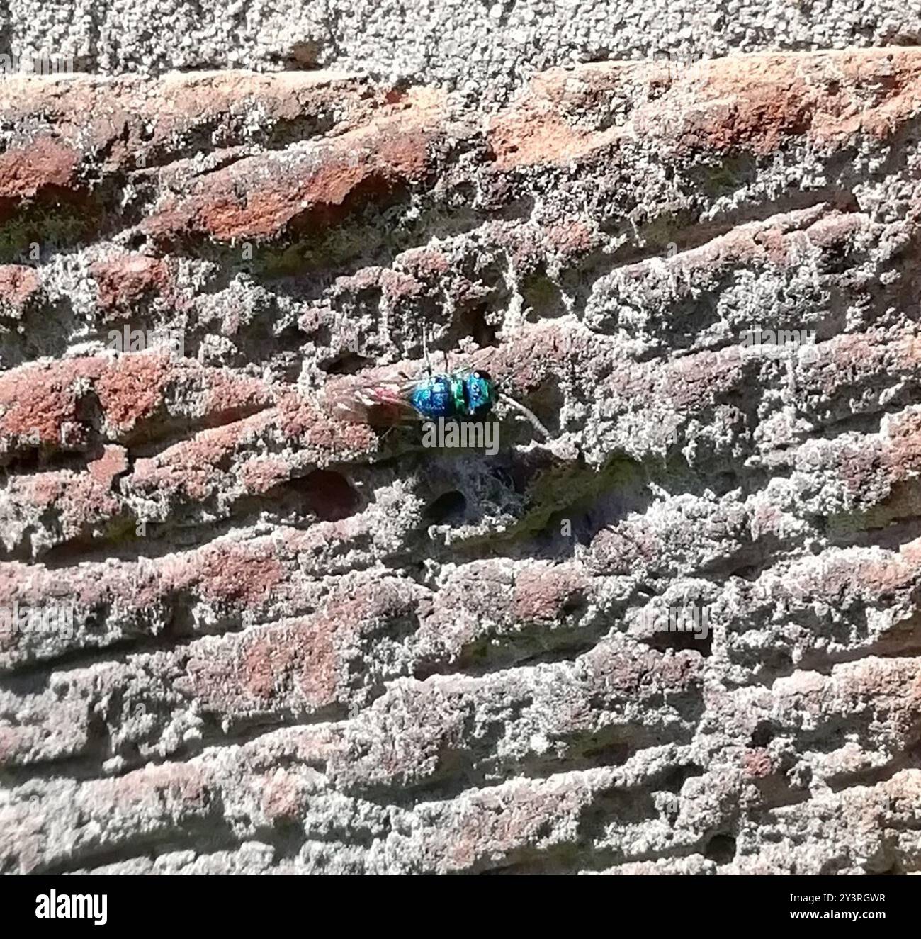 Ruby-tailed Cuckoo Wasps (Chrysis ignita) Insecta Stock Photo - Alamy