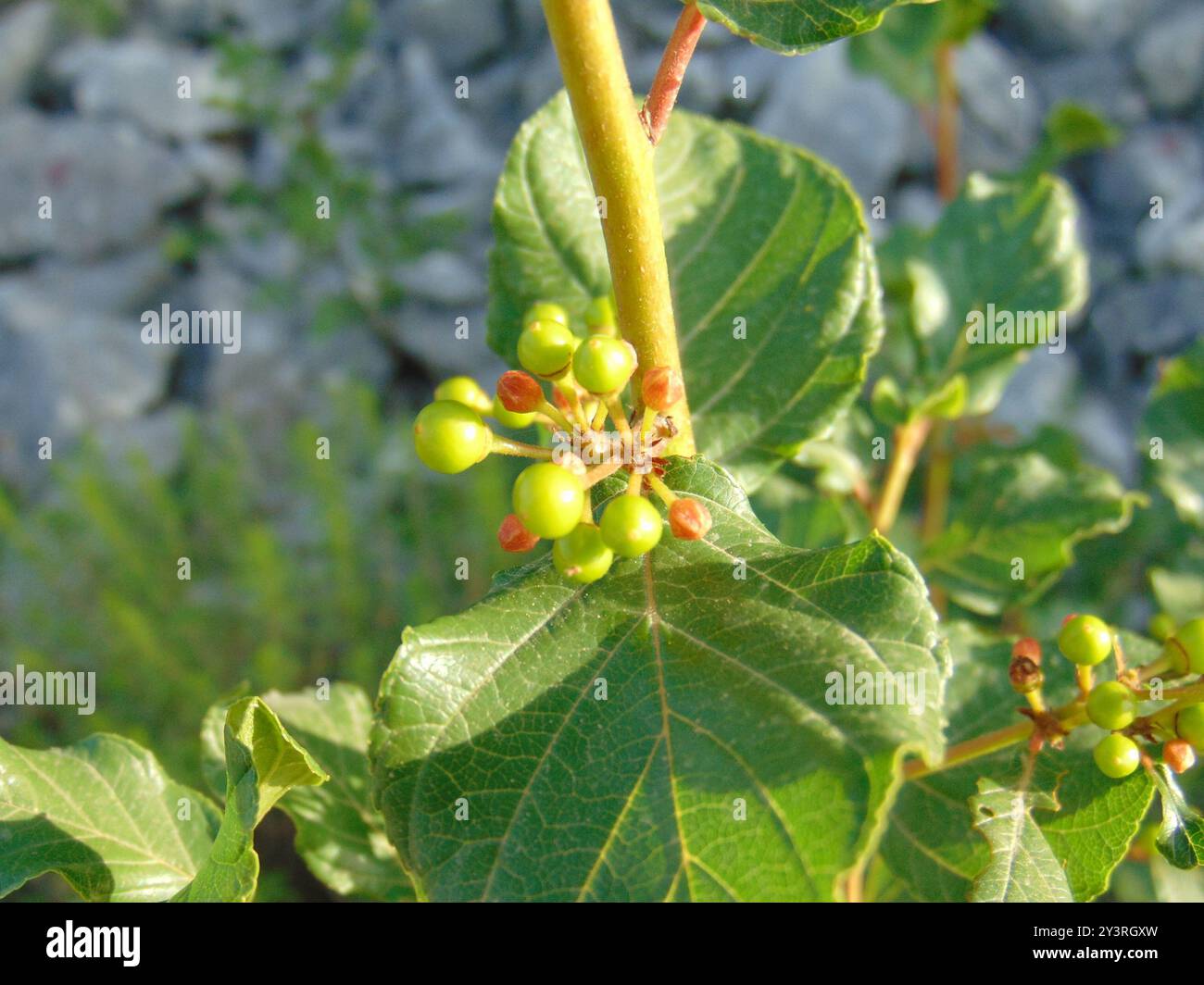 (Frangula rupestris) Plantae Stock Photo - Alamy