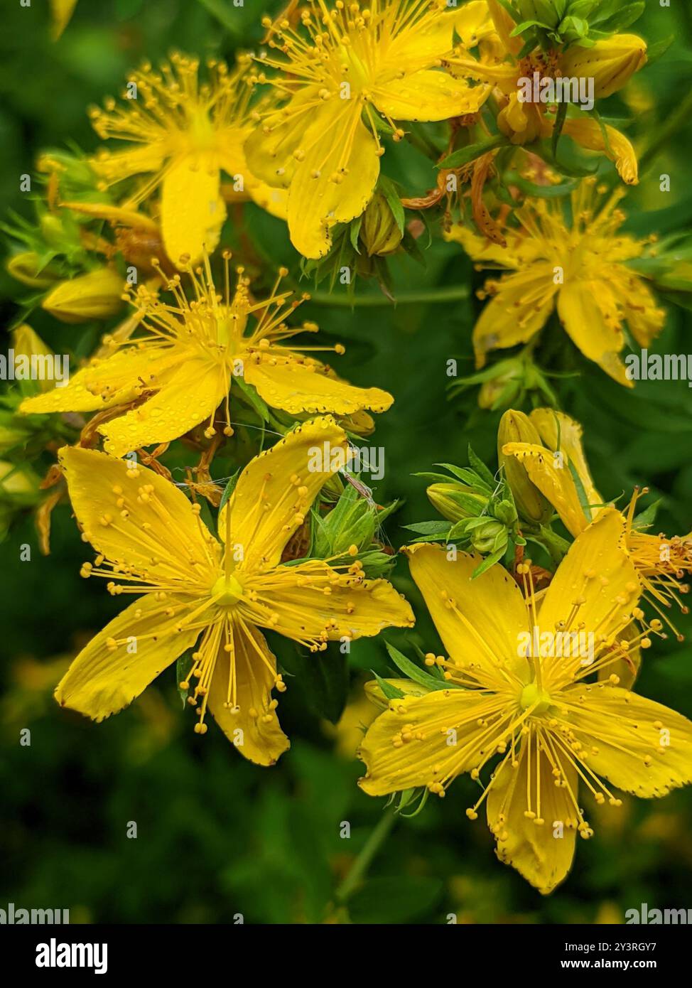 Common St. John's Wort (Hypericum perforatum) Plantae Stock Photo - Alamy